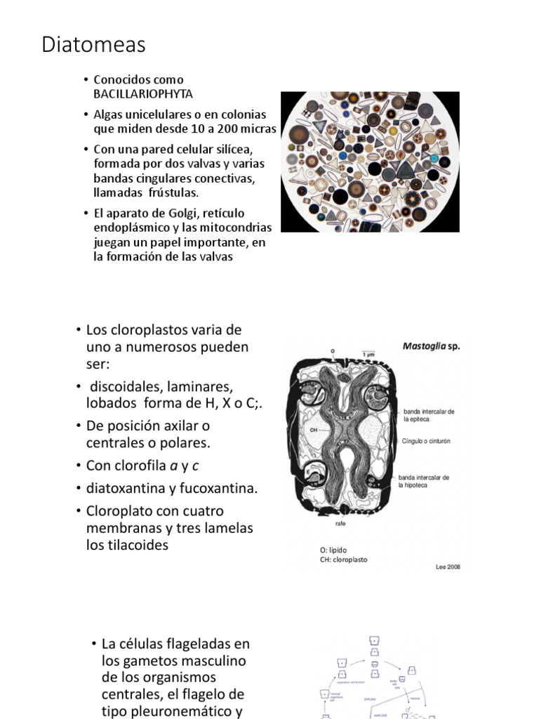 Diatomeas y Haptophyta PDF | PDF | Biología | Organismos