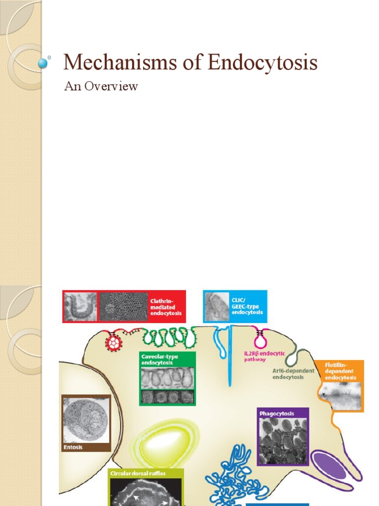 Mechanisms of Endocytosis: An Overview | PDF | Cell Membrane | Histology