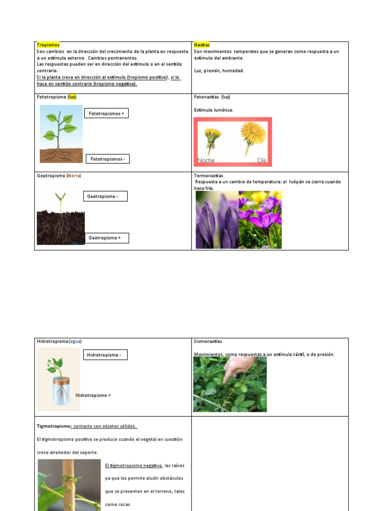 Hoja De Trabajo Sobre Los Tropismos De Las Plantas GUIA PEDAGOGICA