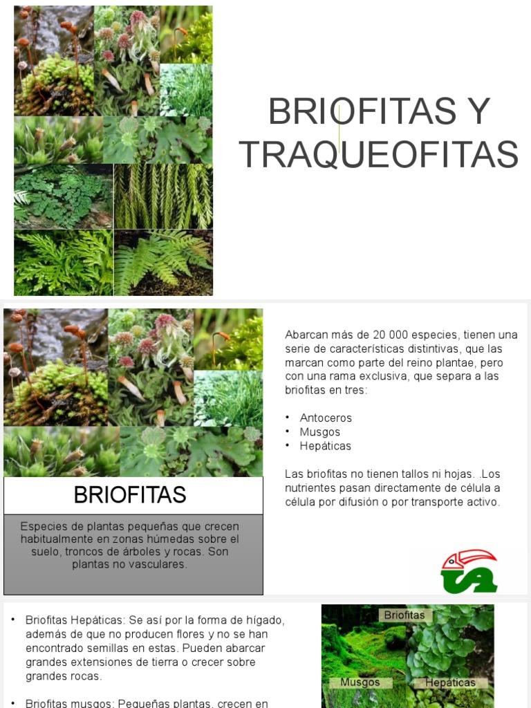 Briofitas y Traqueofitas | PDF | Plantas | Tallo de la planta
