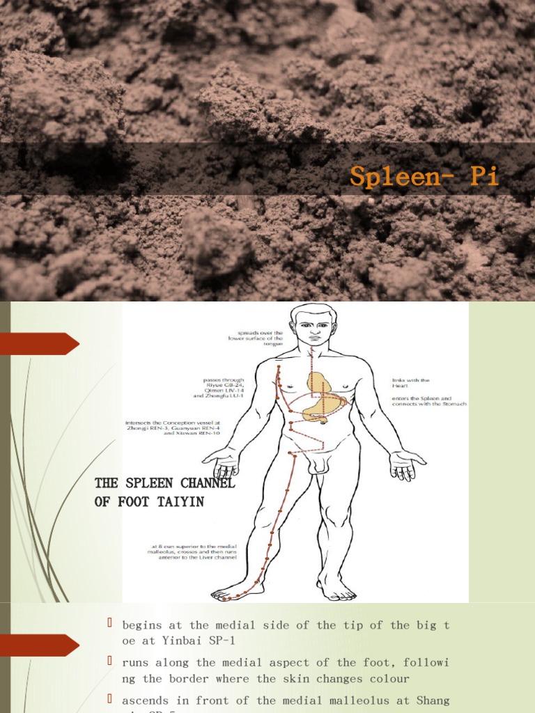 Spleen Channel Functions and Stomach Channel Overview | PDF | Anatomical Terms Of Location | Spleen