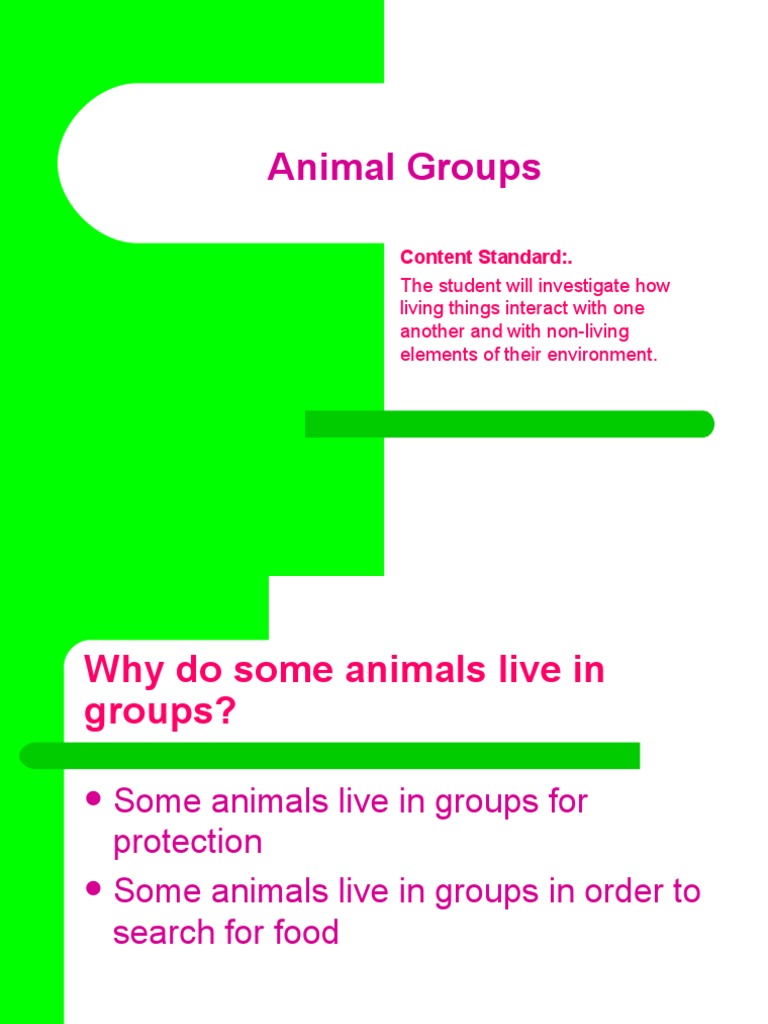 Animalgroups | PDF | Science & Mathematics