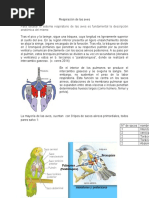 Sistema Respiratorio de Las Aves | PDF | Pulmón | Sistema respiratorio