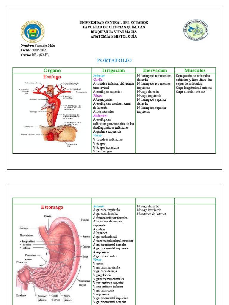 Esófago y Estómago | PDF | Estómago | Abdomen