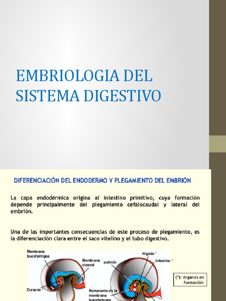 Embriologia Del Sistema Digestivo | PDF | Páncreas | Sistema digestivo ...