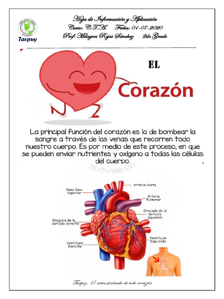 El Corazón | PDF