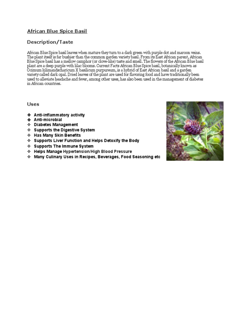 African Blue Spice Basil Info | PDF | Wellness