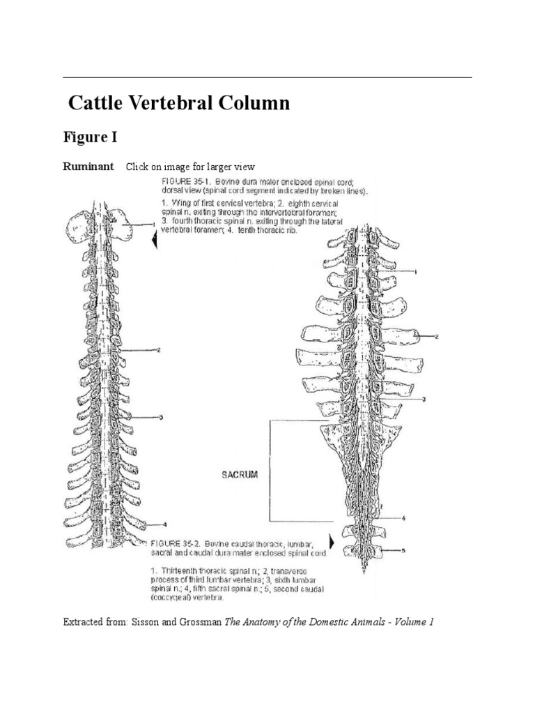 Cattle Vertebral Column: Ruminant | PDF