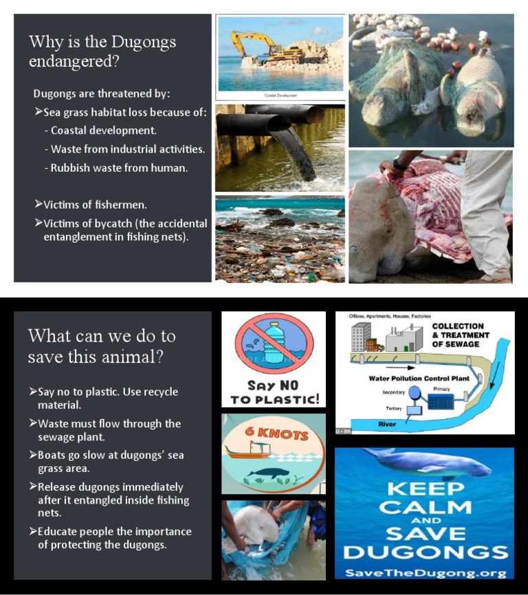 Protecting Endangered Dugongs: Key Actions | PDF