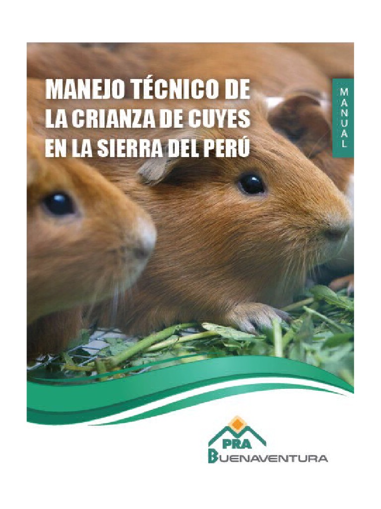 Manejo Tecnico de Crianza de Cuyes | PDF | Conejillo de indias | Carne