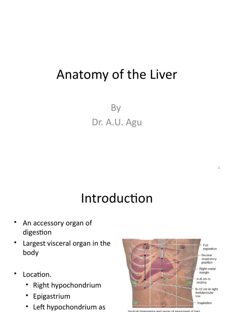 Anatomy of The Liver | PDF | Liver | Vein