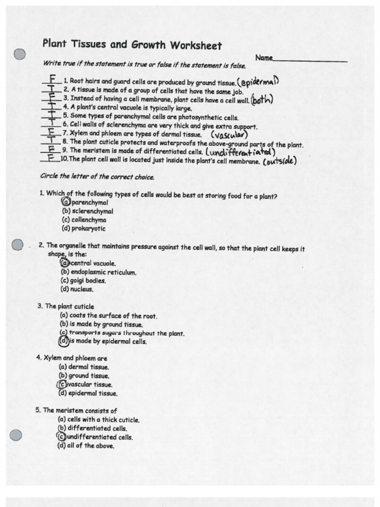 Plant Tissues Worksheet for Students | PDF | Tissue (Biology) | Cell ...