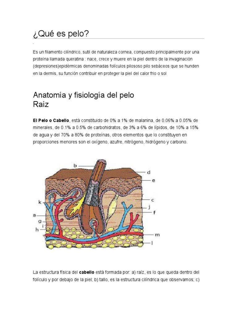 Anatomía y Fisiología del Cabello | PDF | Pelo | Piel