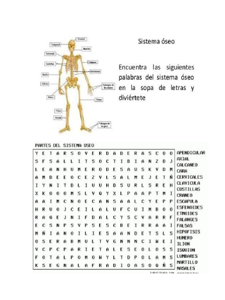 Sopa de Letras Sistema Oseo | PDF