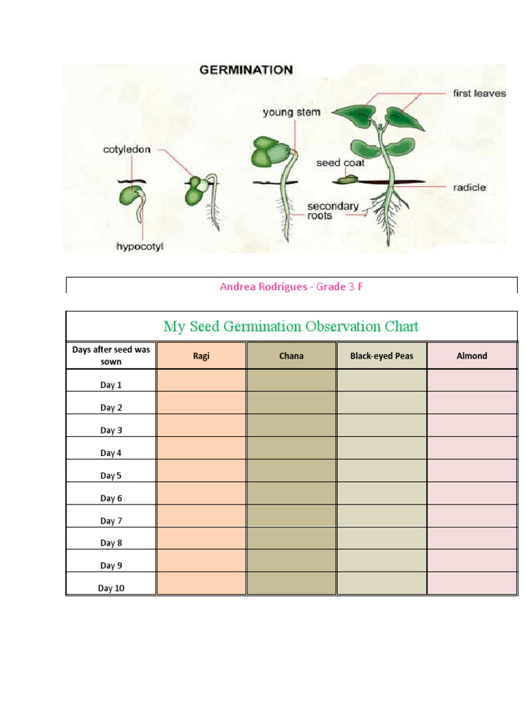 Seed Germination Observation Chart