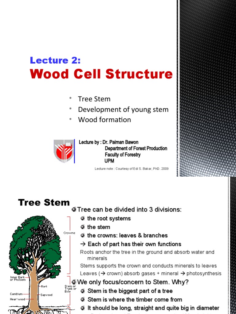Wood Cell Structure for Forestry Students | PDF | Plant Stem | Wood