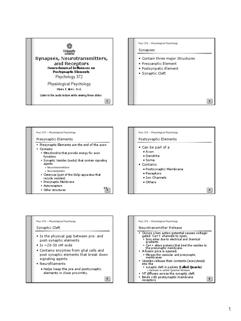 Synapses, Neurotransmitters, and Receptors: Psychology 372 ...