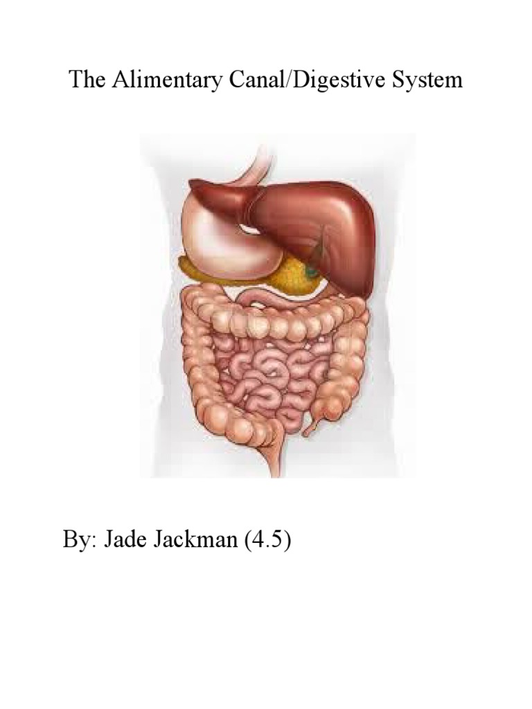 The Alimentary Canal | PDF | Digestion | Small Intestine