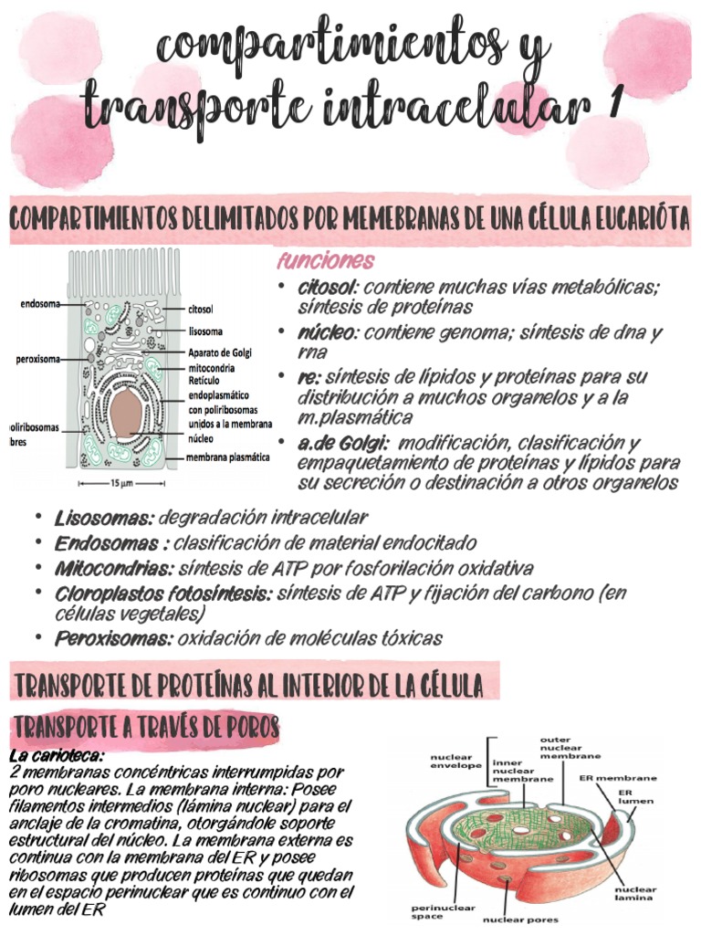 Compartimientos y Transporte Intracelular | PDF | Nucleo celular ...