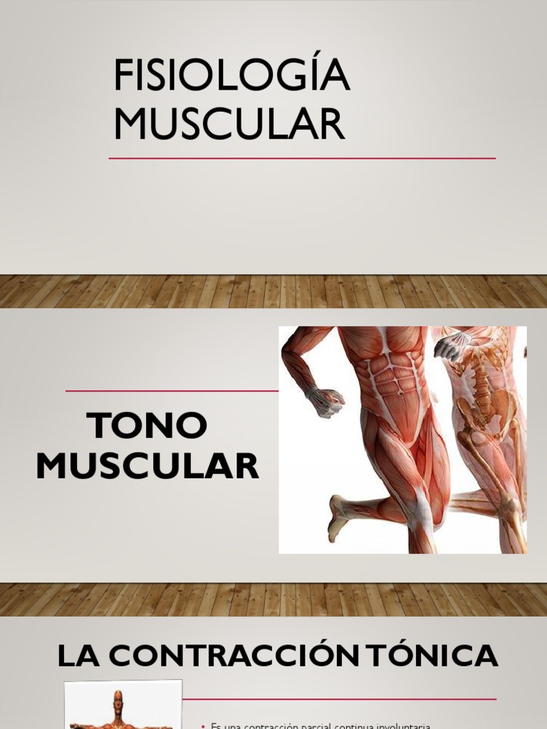 Fisiología del Tono Muscular y Contracción | PDF | Contracción muscular ...