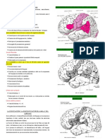 Lobulo de La Insula | PDF | Corteza Insular | Lóbulo temporal