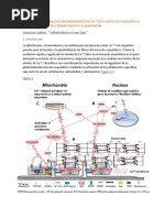 Función y Regulación del Calcio en Células | PDF | Neurona | Biología ...