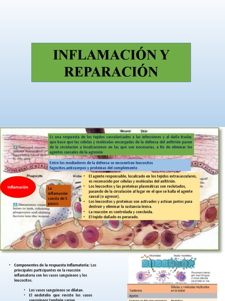 Inflamación y Reparación | PDF | Inflamación | Biología Celular