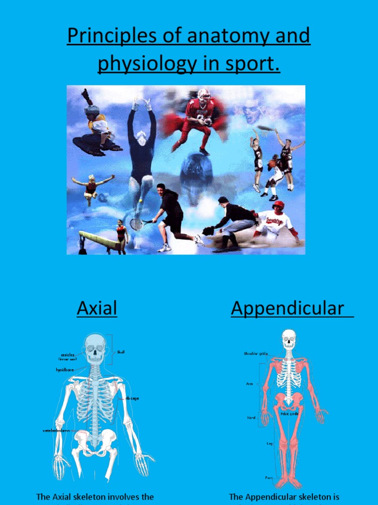 Anatomy and Physiology in Sports | PDF | Anatomical Terms Of Motion ...