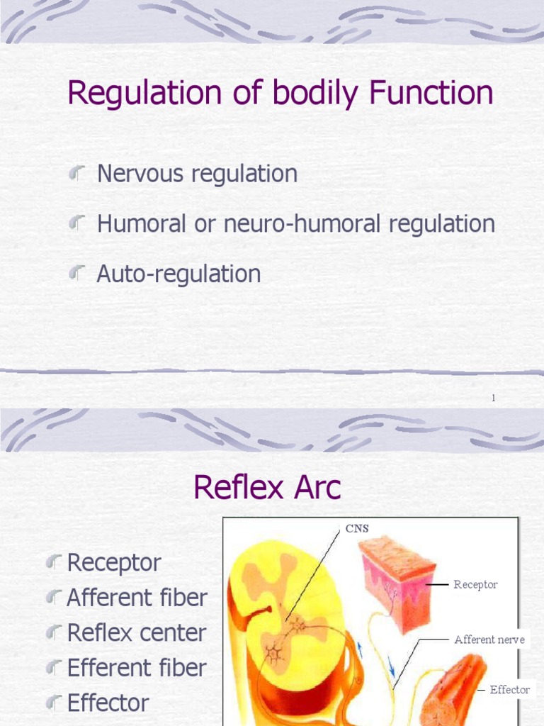 Regulation of Bodily Function: Nervous Regulation Humoral or Neuro ...