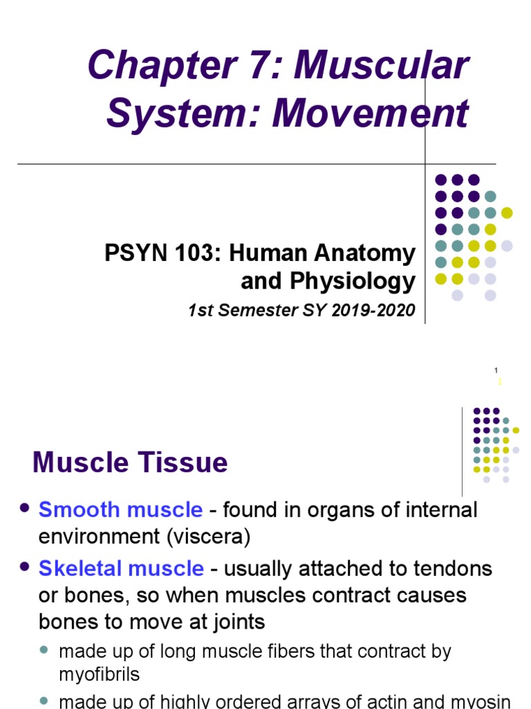 Chapter 7: Muscular System: Movement: PSYN 103: Human Anatomy and ...