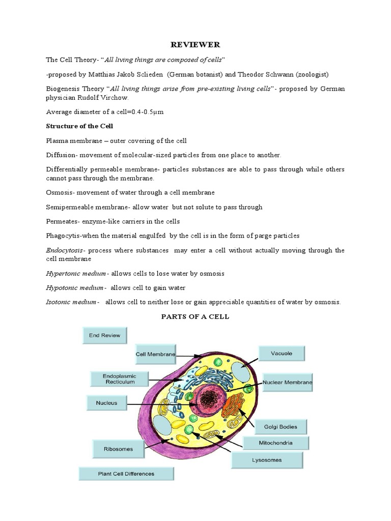 Reviewer: Structure of The Cell | PDF | Tissue (Biology) | Cell (Biology)