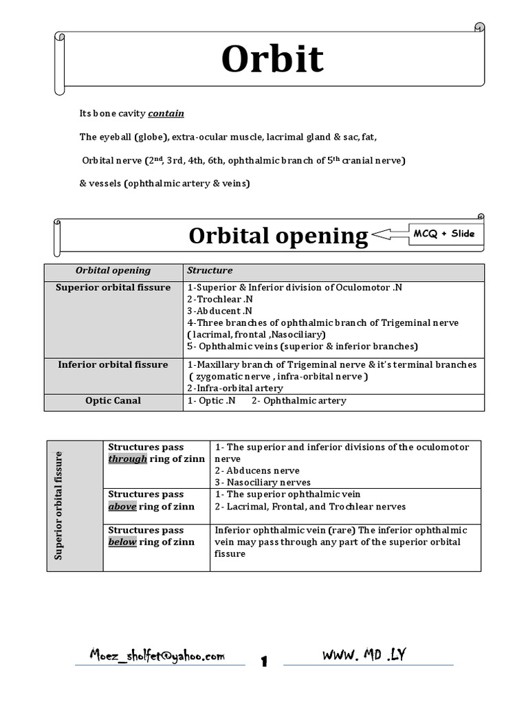Orbit: Orbital Opening | PDF | Human Anatomy | Human Head And Neck