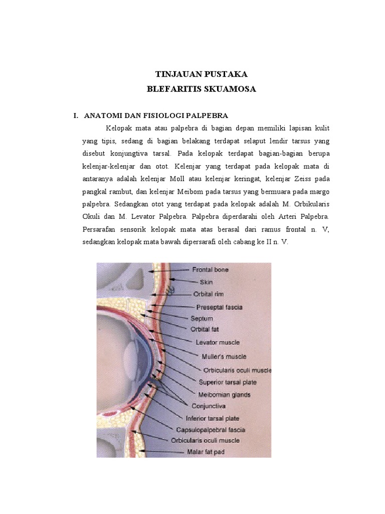 Blefaritis Skuamosa Tinjauan Pustaka | PDF