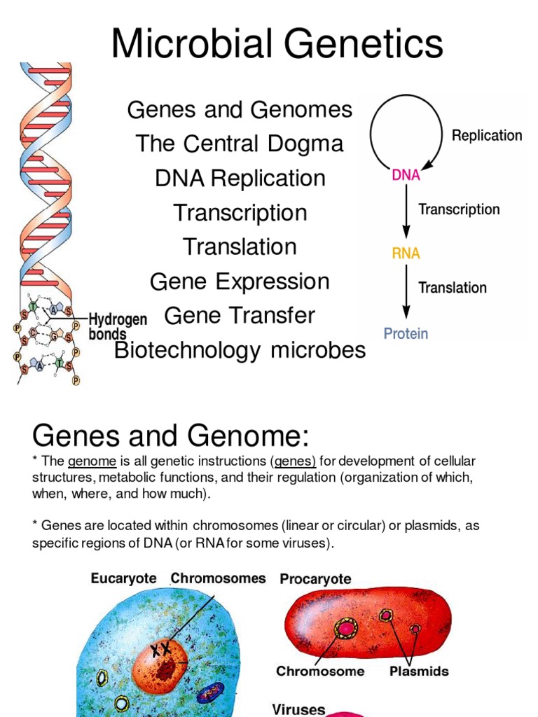 Genetik Mikrob | PDF | Translation (Biology) | Operon