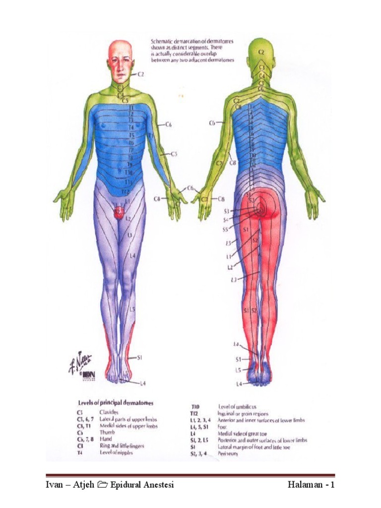 Epidural-Dermatom | PDF
