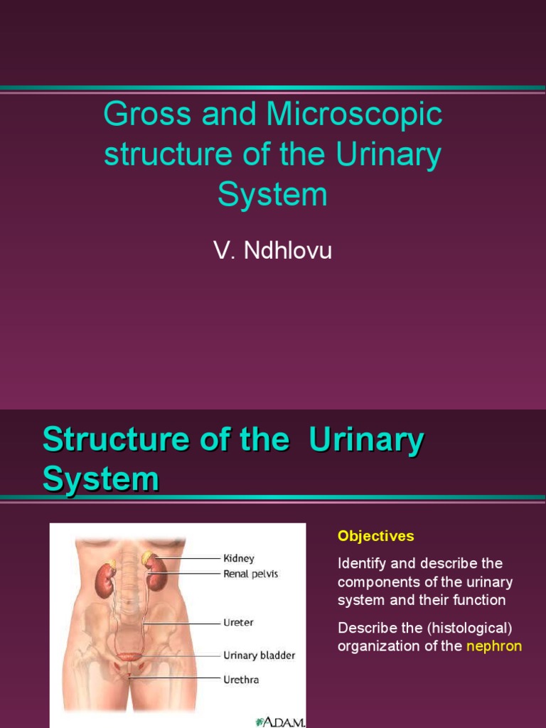 13 Gross and Microscopic Structure of The Urinary System | PDF | Kidney ...