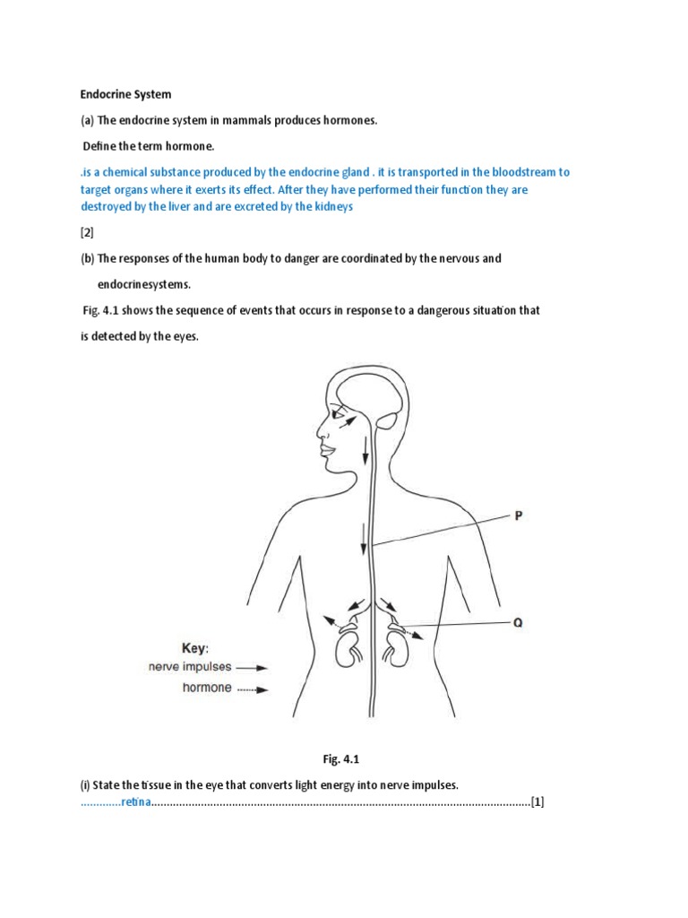 Nervous System Worksheet | PDF | Hormone | Endocrine System