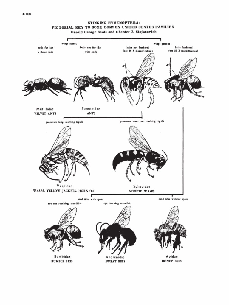 Key to Identifying Common Stinging Hymenoptera of the United States ...