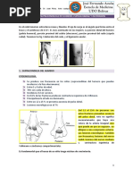 Clasificacion de Gartland 2 | PDF | Sistema musculoesquelético