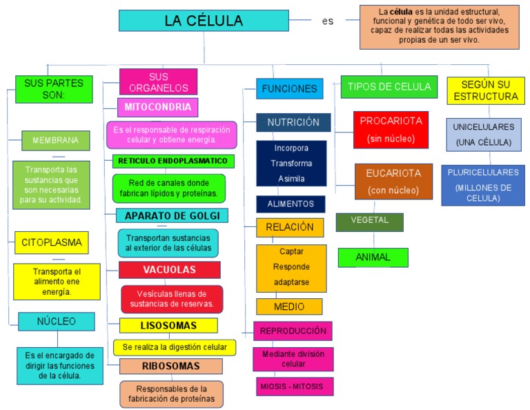 Mapa Conceptual de la Célula y Funciones | PDF | Biología Celular ...
