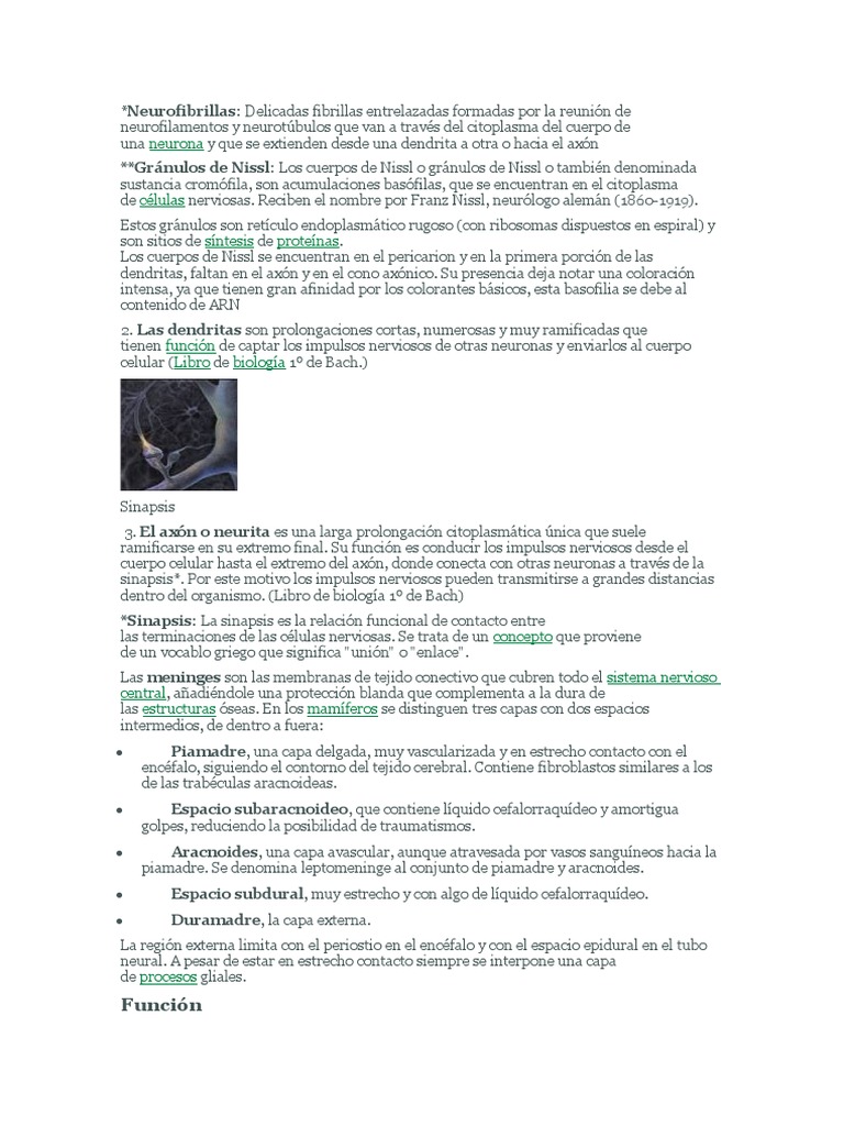 Neurofibrillas | PDF | Neurona | Axon