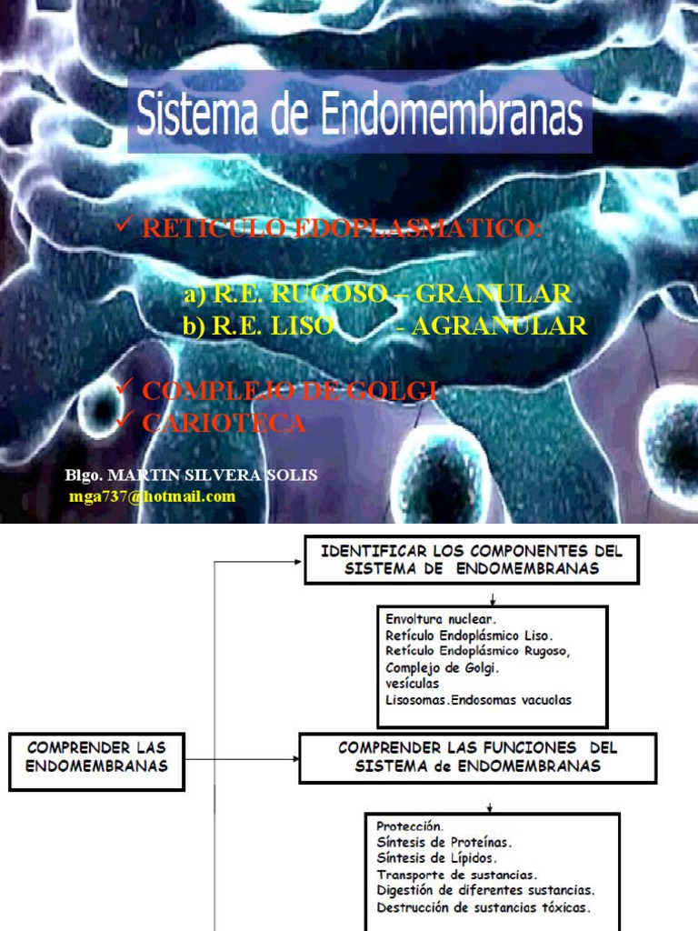 3 Sistema de Endomembranas | PDF | Nucleo celular | Citoplasma