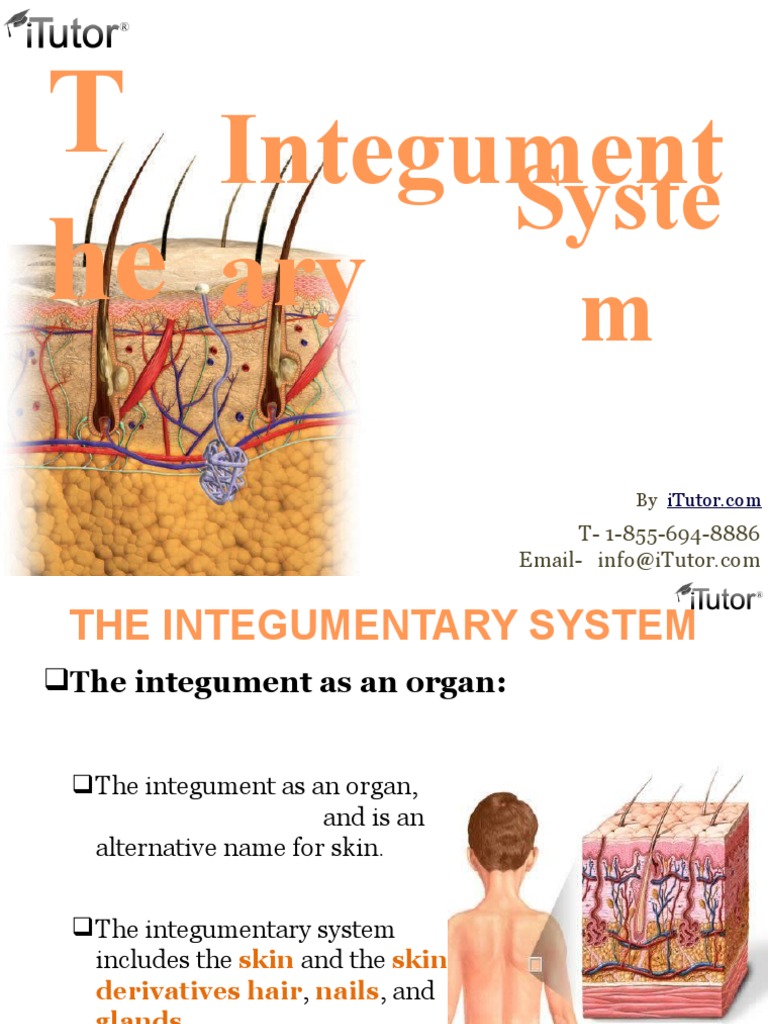 The Integumentary System | PDF | Integumentary System | Skin