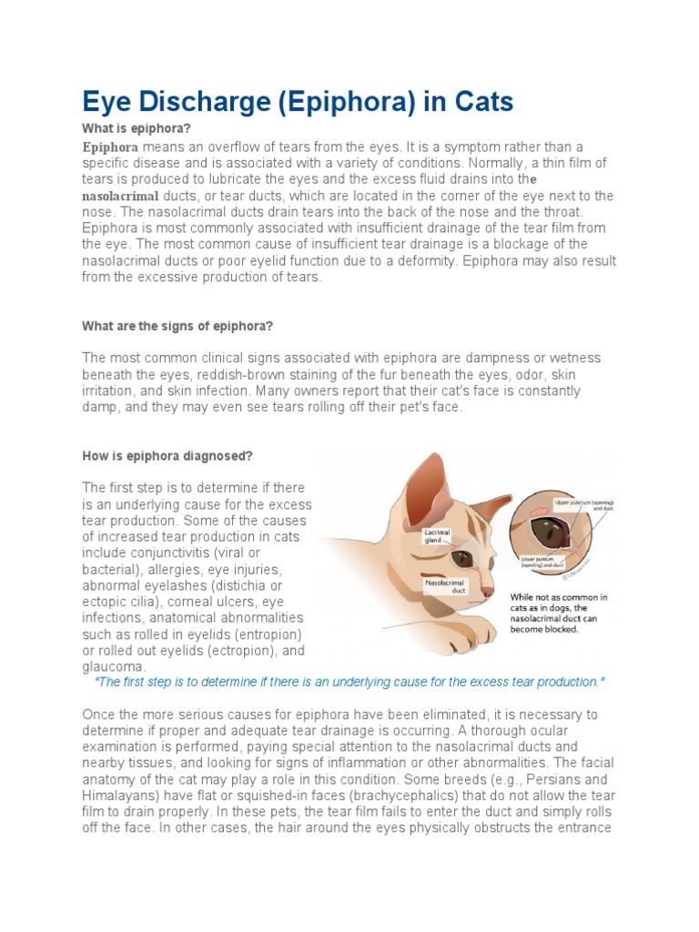 Eye Discharge (Epiphora) in Cats | PDF | Surgery | Epidemiology