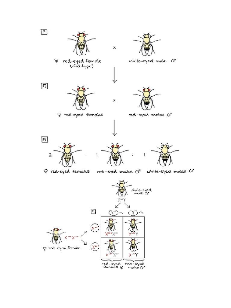 Morgan Fruit Fly | PDF