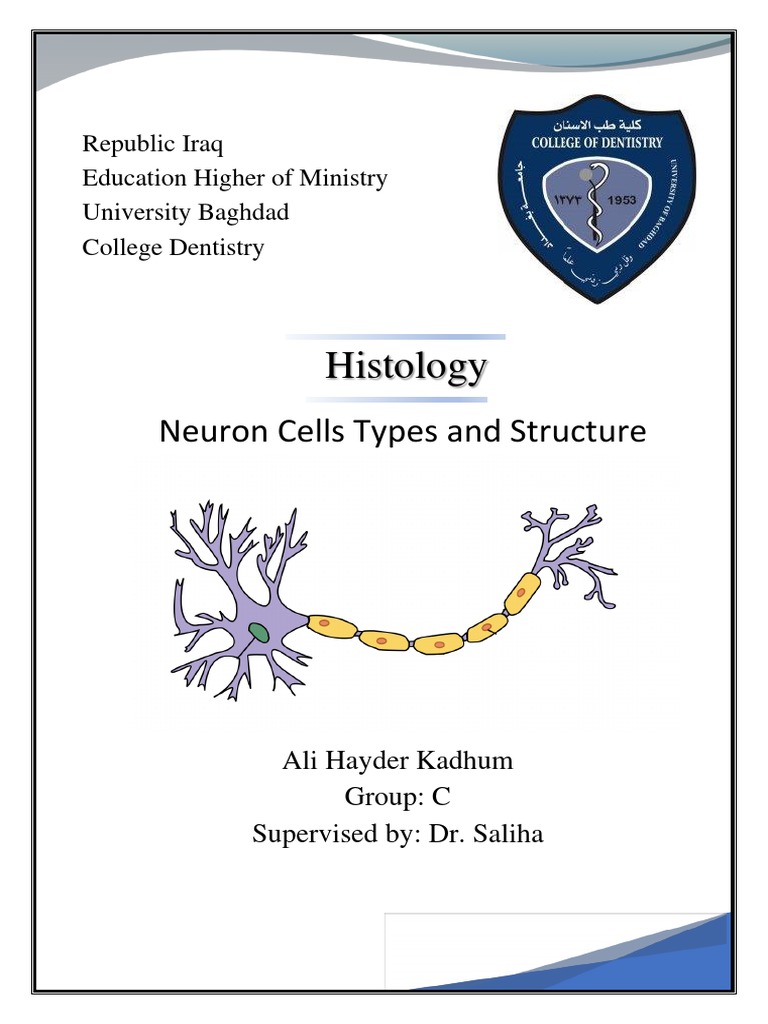 Histology: Neuron Cells Types and Structure | PDF | Neuron | Axon
