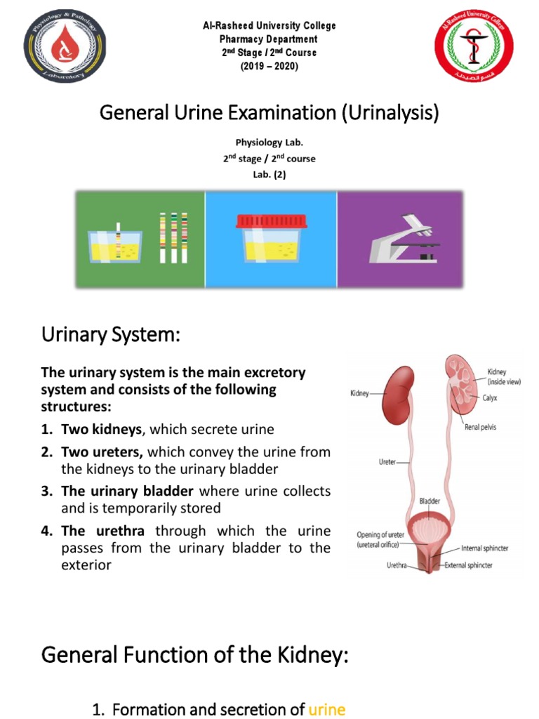 General Urine Examination (Urinalysis) | PDF | Urine | Urinary System