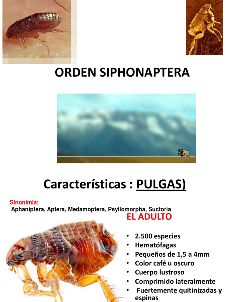 Características del Orden Siphonaptera | PDF | Naturaleza | Salud y ...