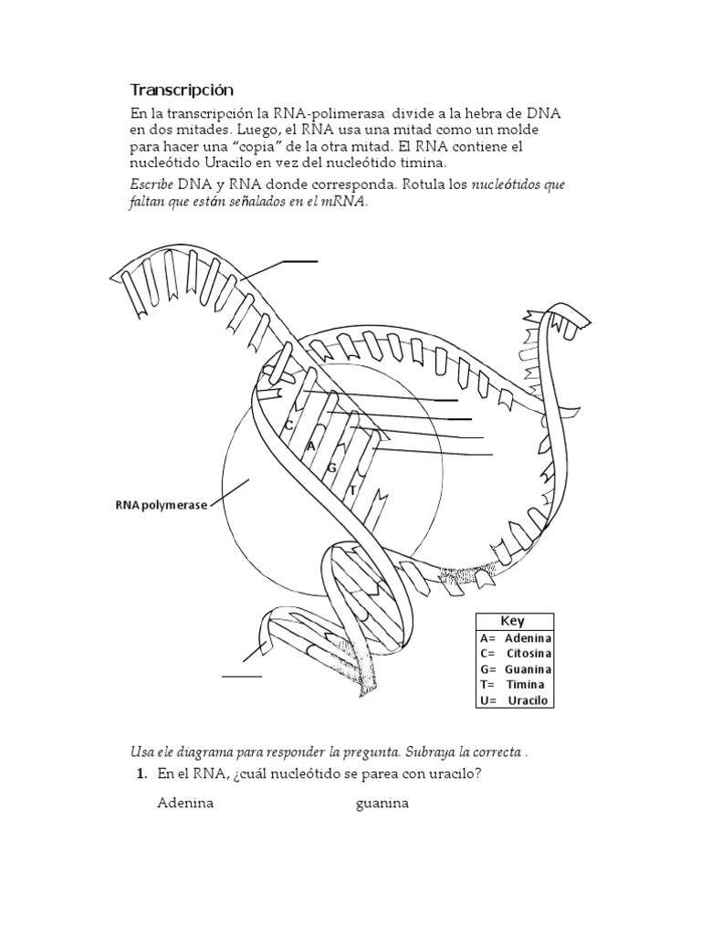 Transcripcion Traduccion 160129161049 | Descargar gratis PDF | Adn | Rna