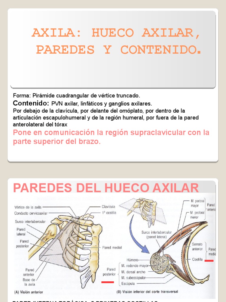 AXILA | PDF | Sistema musculoesquelético | Extremidades (anatomía)